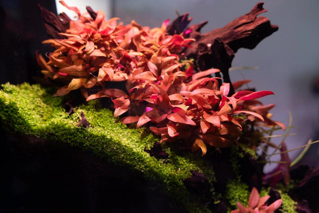Alternanthera Reineckii Mini (scarlet Temple)- Live Aquarium Plant ...