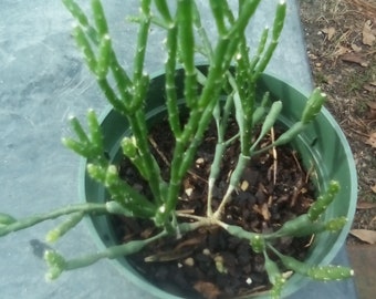 Wtfirestick Pencil Cactus Plant Roots Euphorbia Tirucalli Sticks on ...