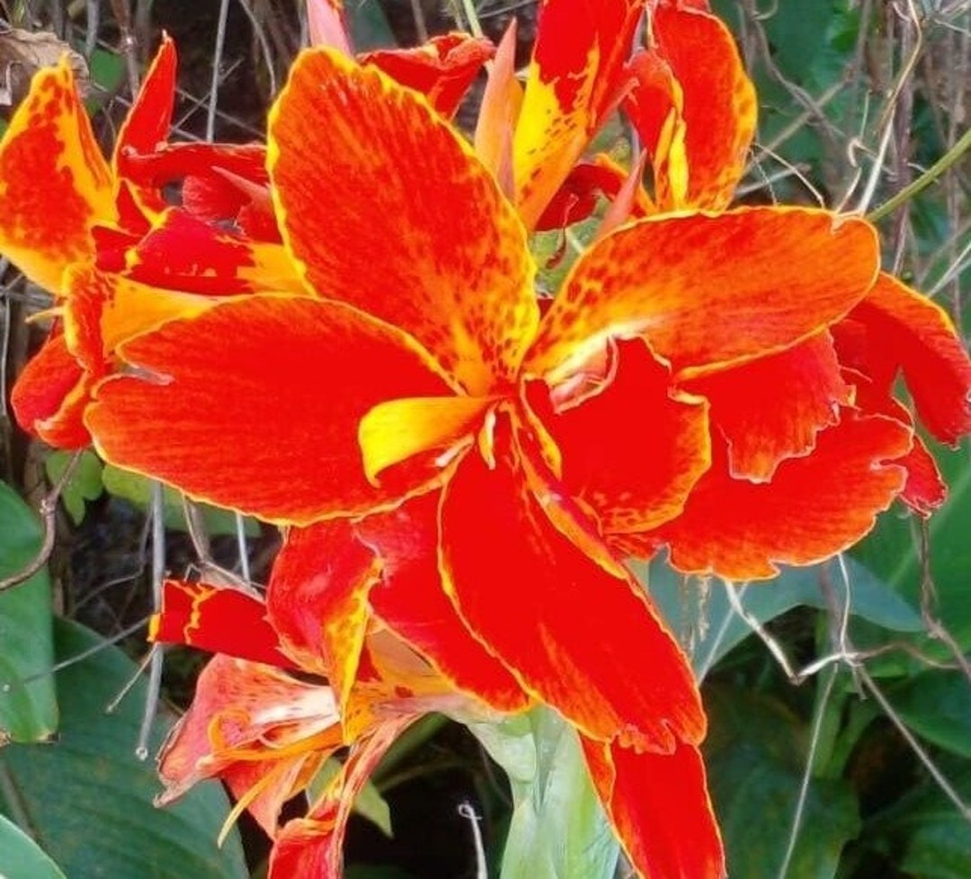 Dwarf Canna Lily Lucifer FREE SHIPPING - Etsy