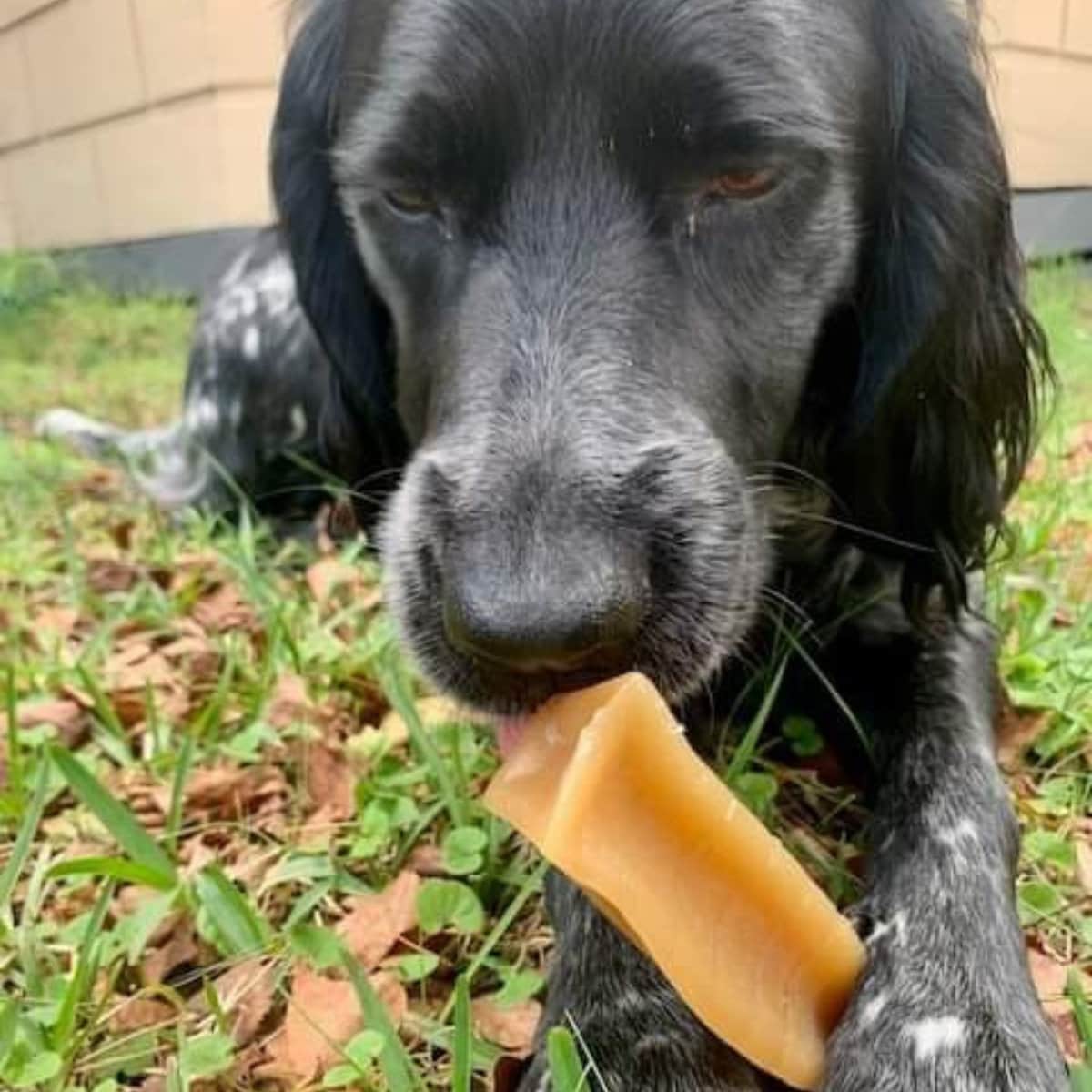 Marrow Bone Chews - Etsy Australia