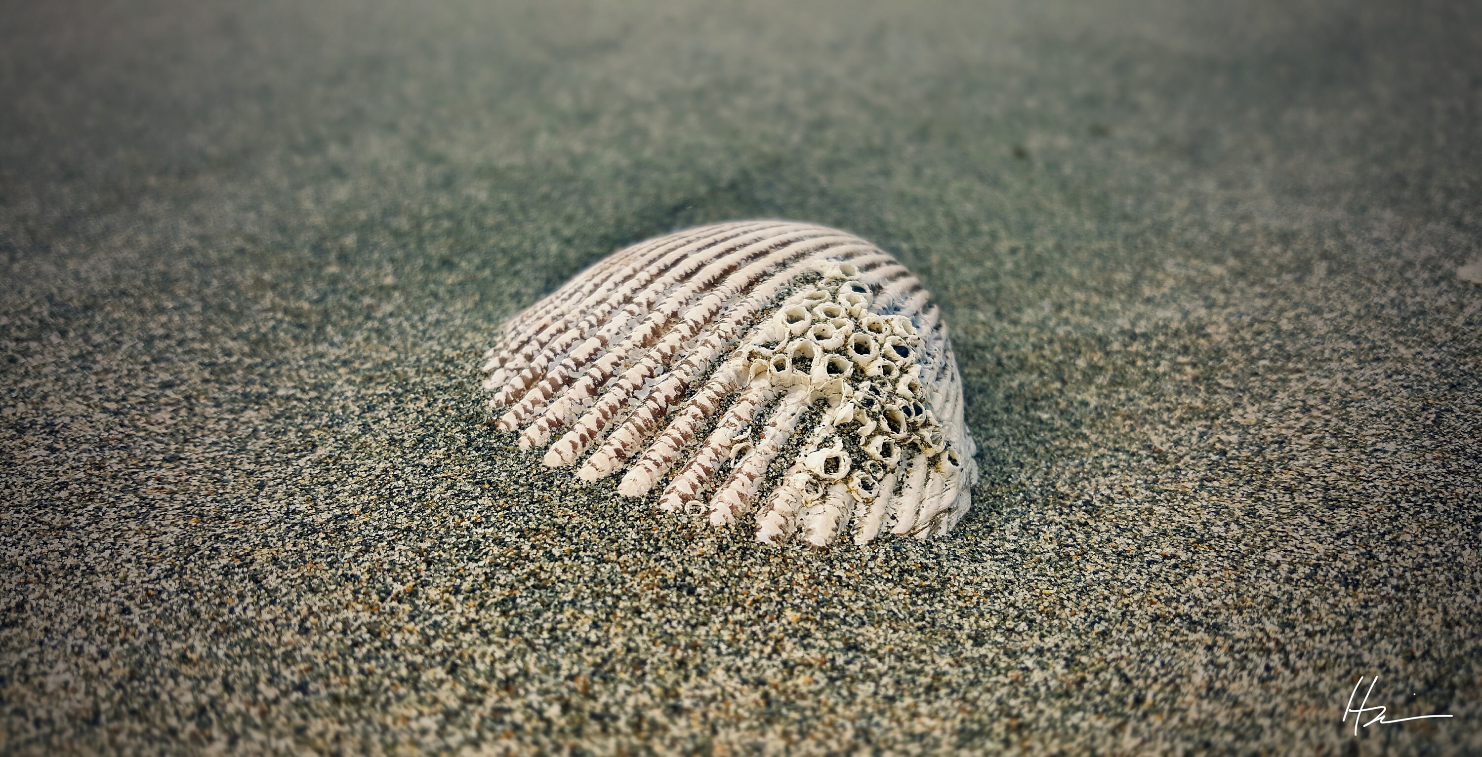 Seashell in Sand - Etsy