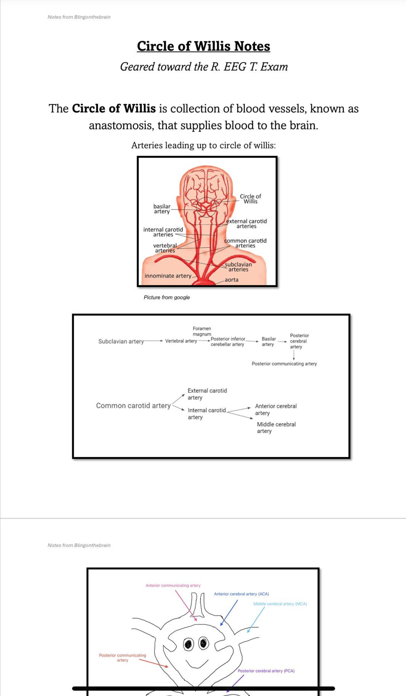 R. EEG T. Exam Notes ~ Circle of Willis - Etsy