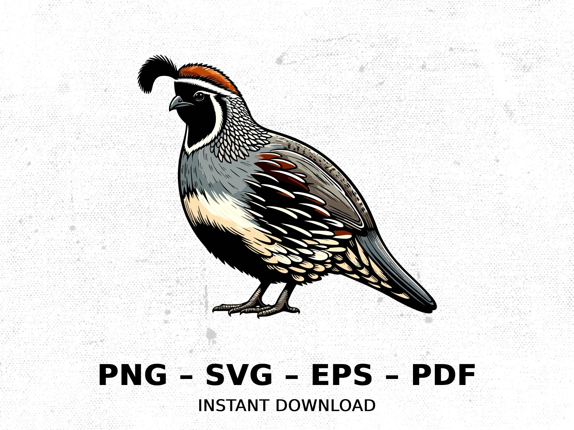 Bird Quail Gambels Wildlife SVG PNG Clipart | Sublimation Transparent ...