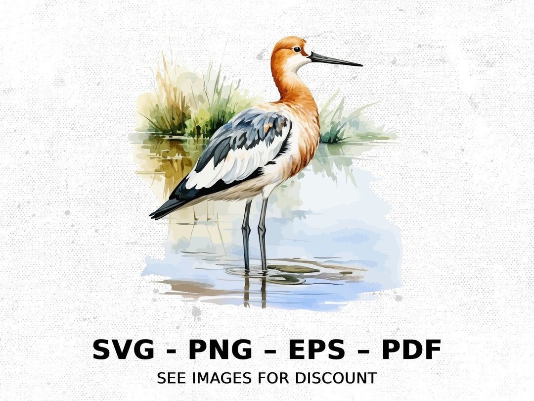 Bird American Avocet Wetland SVG PNG Clipart Sublimation Transparent ...