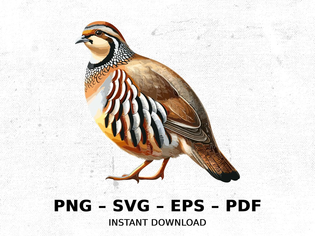 Partridge Bird SVG Clipart / PNG Sublimación Imagen Digital Instantánea ...
