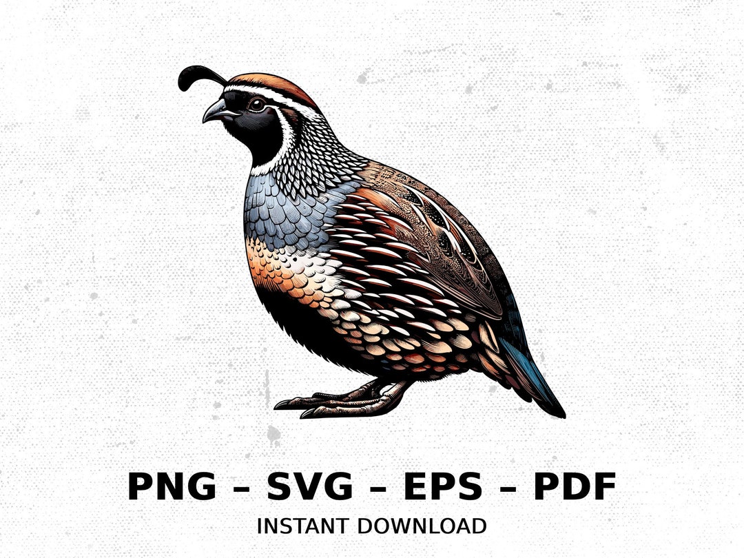 Bird Quail Gambels Wildlife Hunting SVG PNG Clipart | Sublimation ...