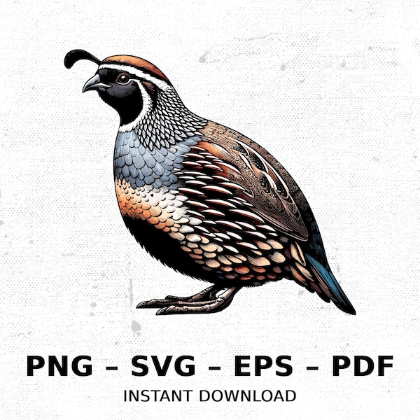 Gambels Quail - Etsy