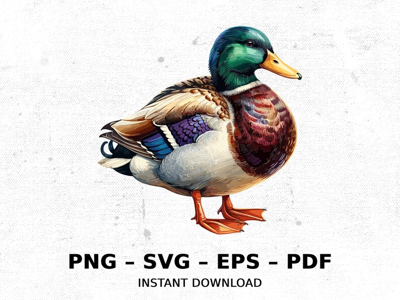 Drake Mallard Duck SVG Clipart PNG Sublimation Instant - Etsy Australia