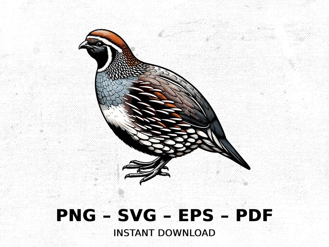 Bobwhite Quail SVG Clipart PNG Sublimation Designed Instant Digital ...