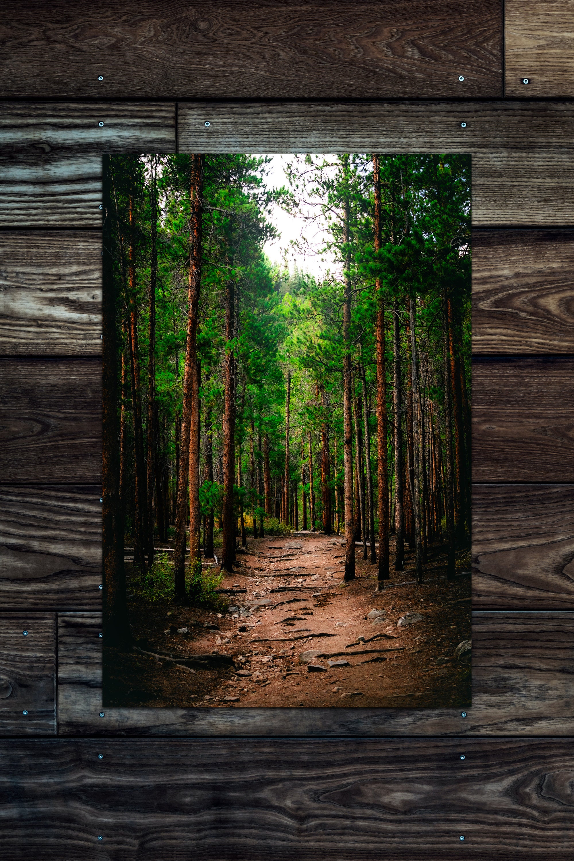 Dark Path | Thick Moody Forest Print for Home Etc. - Etsy