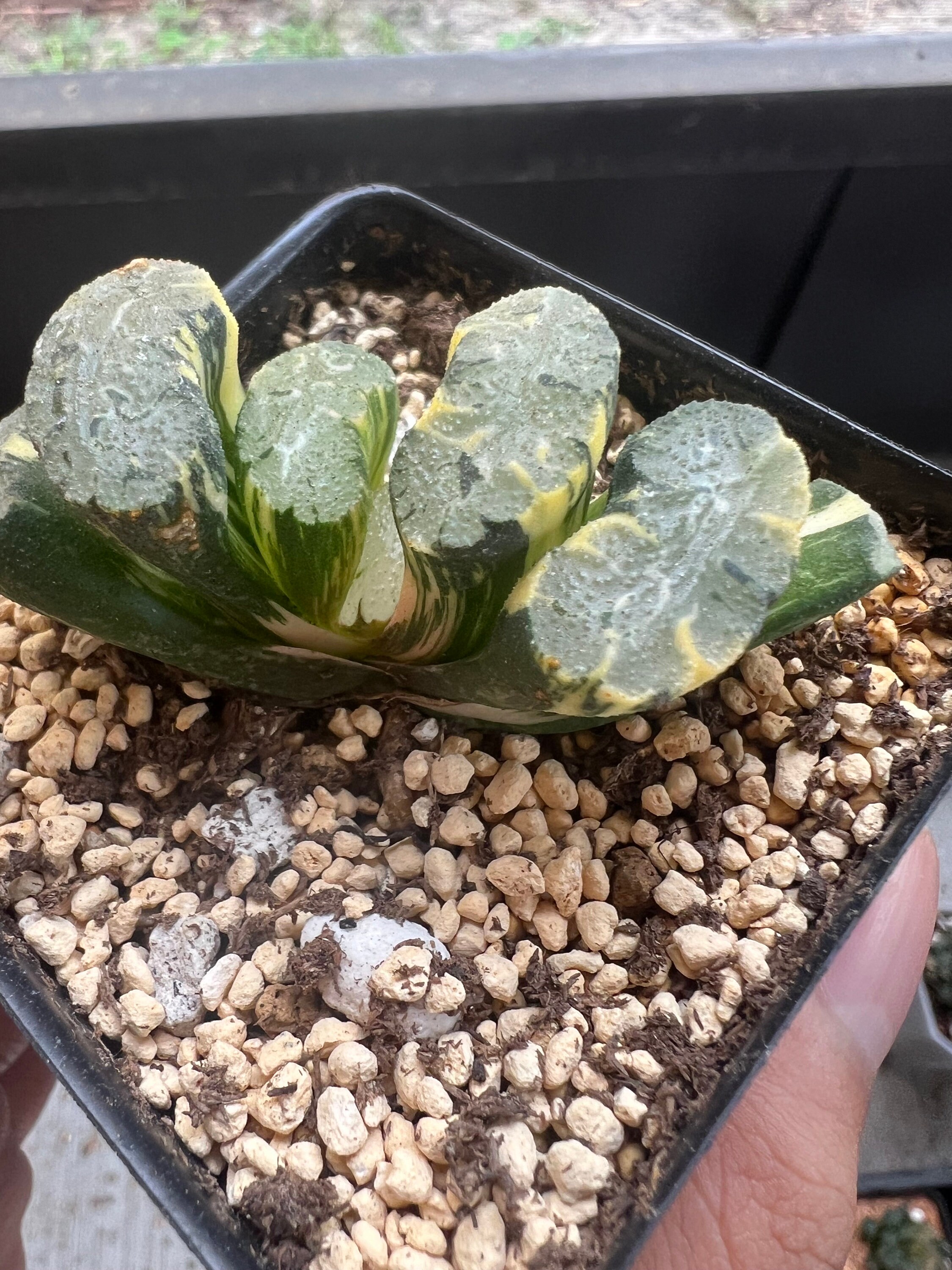 Haworthia Truncata 'hokusai' Variegated - Etsy
