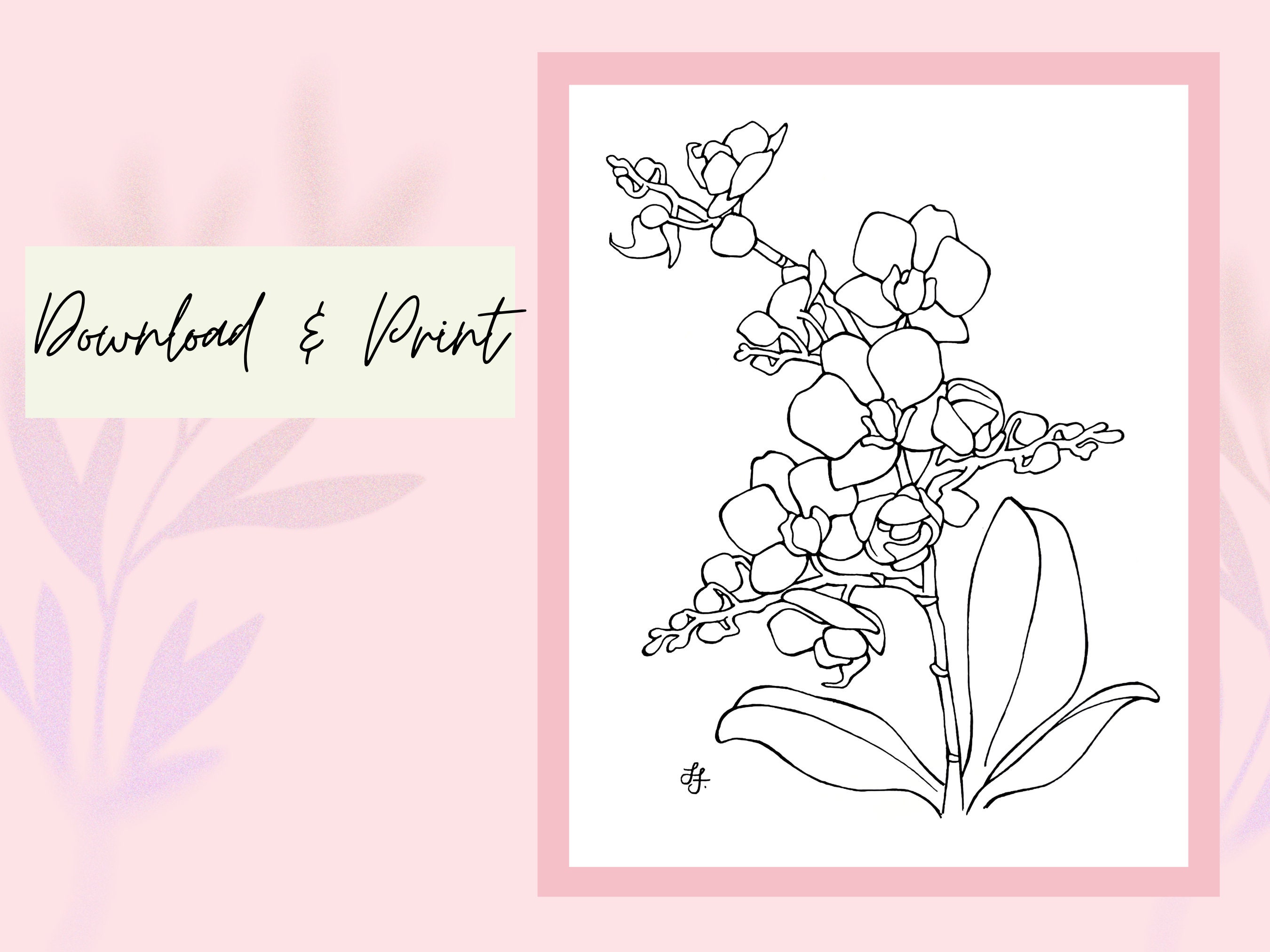 Flower Outline! Orchid PDF Download Digital Printable! - Etsy