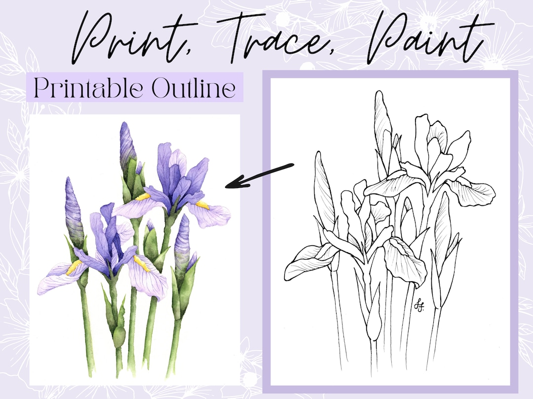 Wild Iris Flower Digital Outline Drawing Download Printable Traceable Coloring Page - Etsy