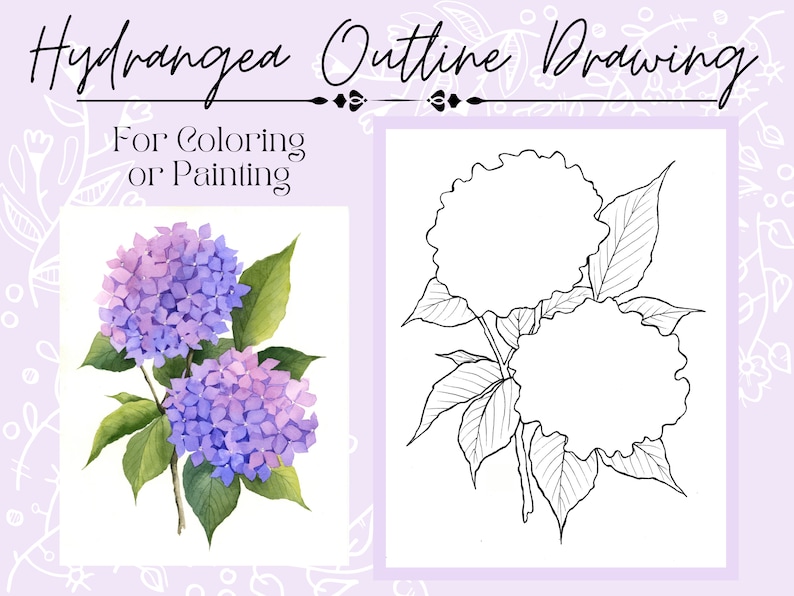 Hydrangea Flower Outline Drawing Page for Coloring or Painting Digital ...