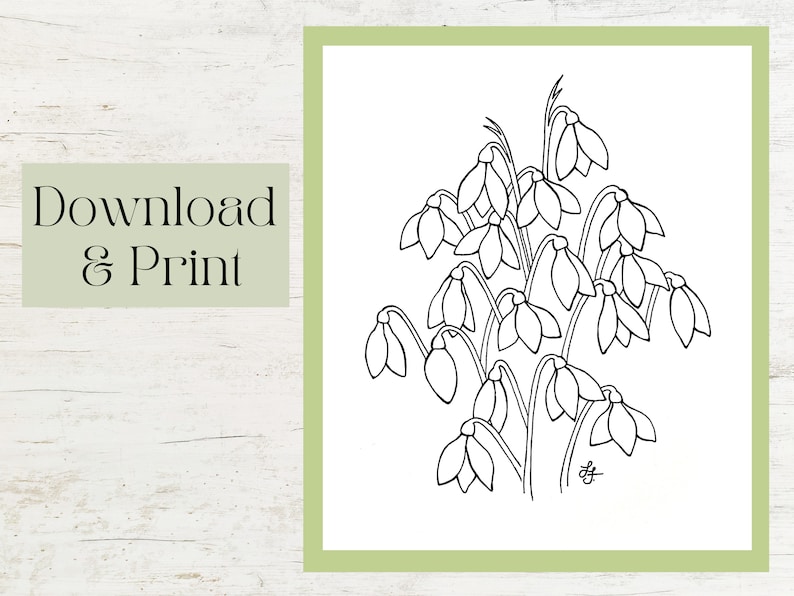 Snowdrop Flower Outline/template! Digital Printable PDF - Etsy