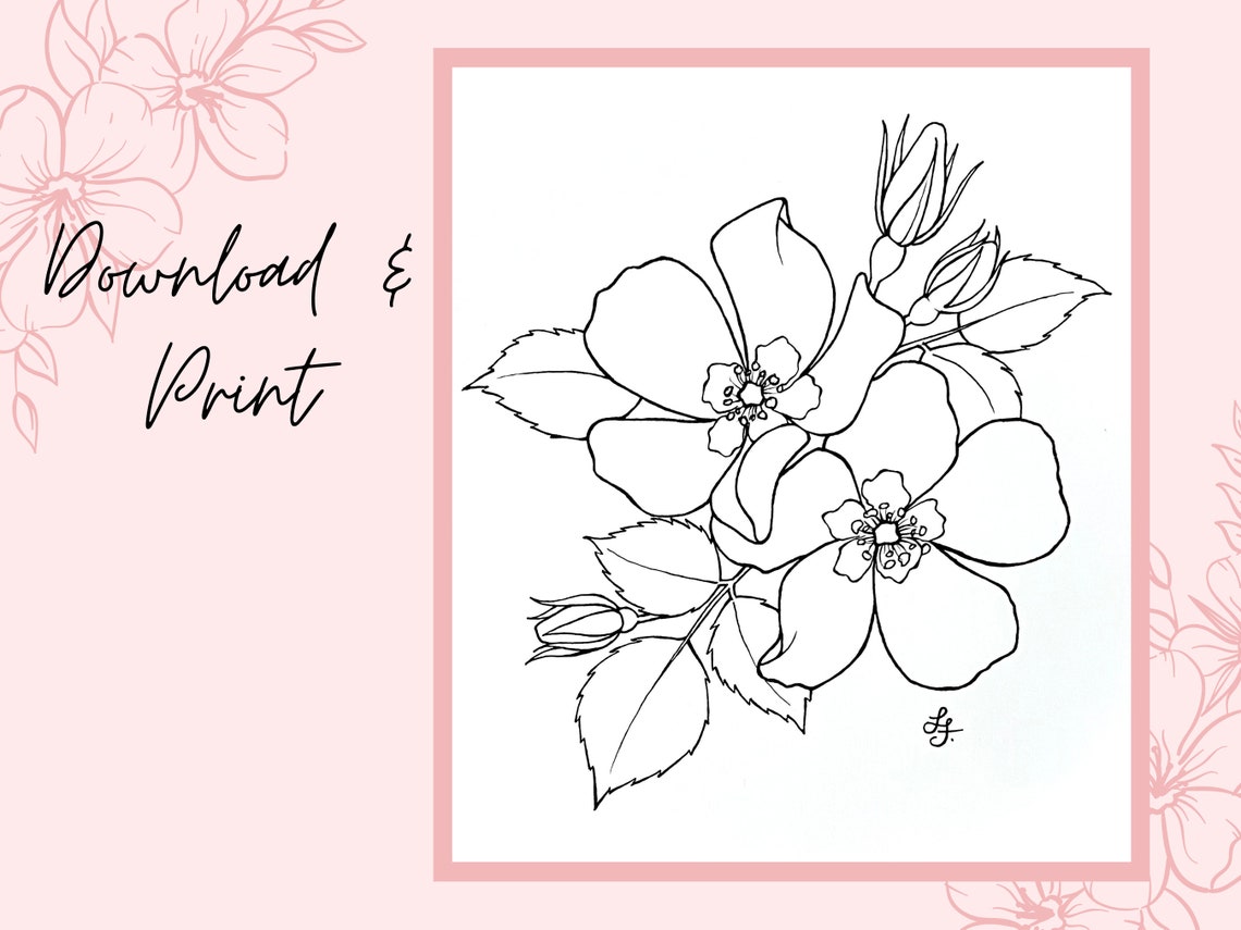 Wild Rose Flower Drawing Printable Outline PDF Digital Download for ...