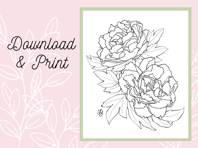 Peony Flower Outline Drawing Digital Printable Download Coloring Page ...