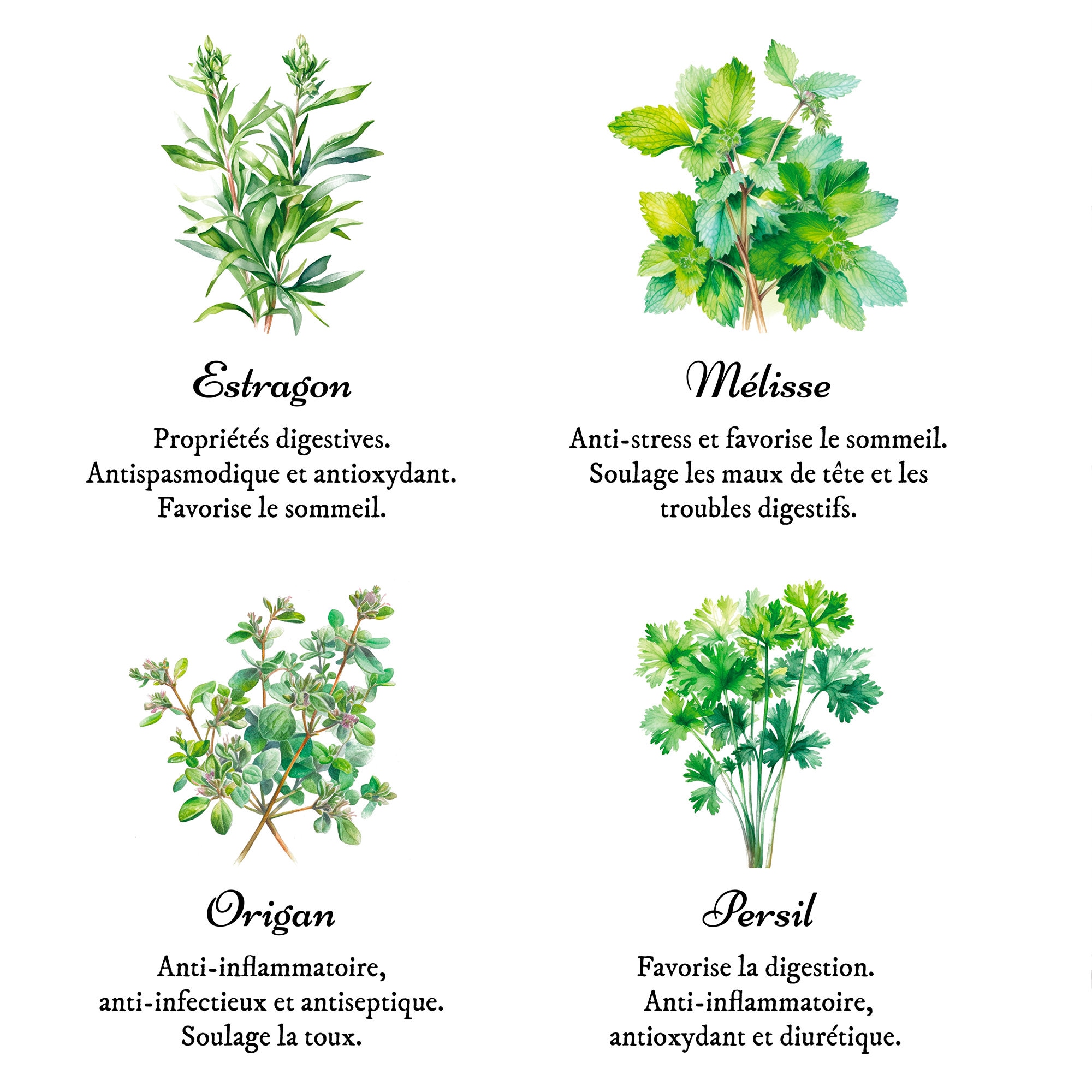 Affiche plantes aromatiques, usages bienfaits et propriétés médicinales ...