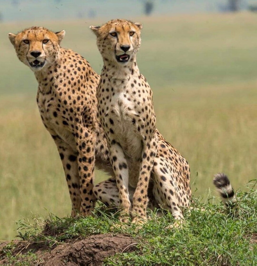 Cheetah Couple 1 Full Coverage Cross Stitch Design - Etsy