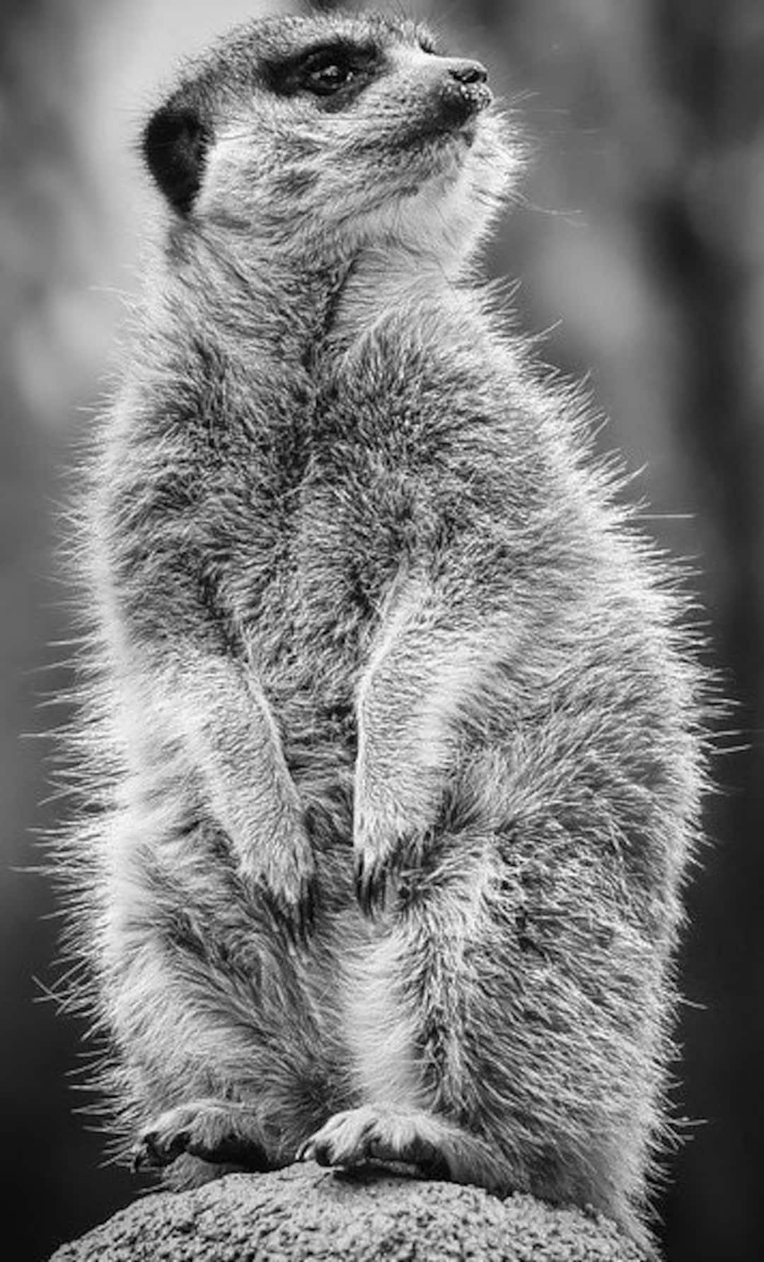 Meerkat Full Coverage Cross Stitch Chart, Pattern Keeper Compatable - Etsy