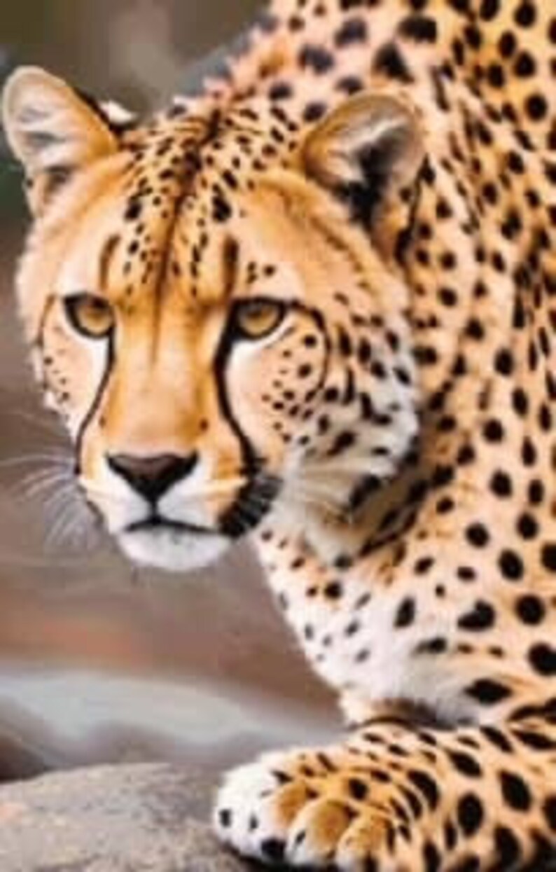 Cheetah 1 Cross Stitch Design - Etsy