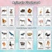 Animals Printable Flashcards, Printable Cards Preschool, Animals Cards ...