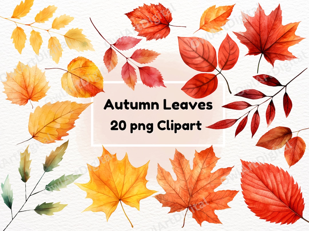 Watercolor Fall Leaves Clipart - 20 PNG, Autumn Leaves Clip Art, Maple ...