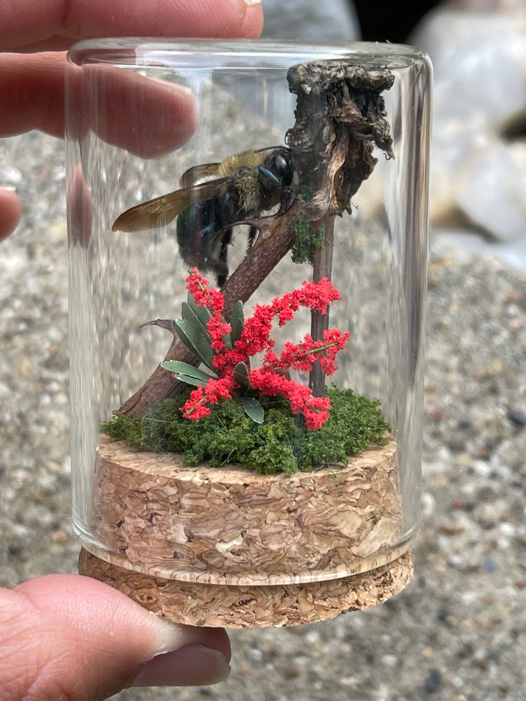 Natural Bumble Bee in Terrarium With Flower With Dried Rose Bud - Etsy