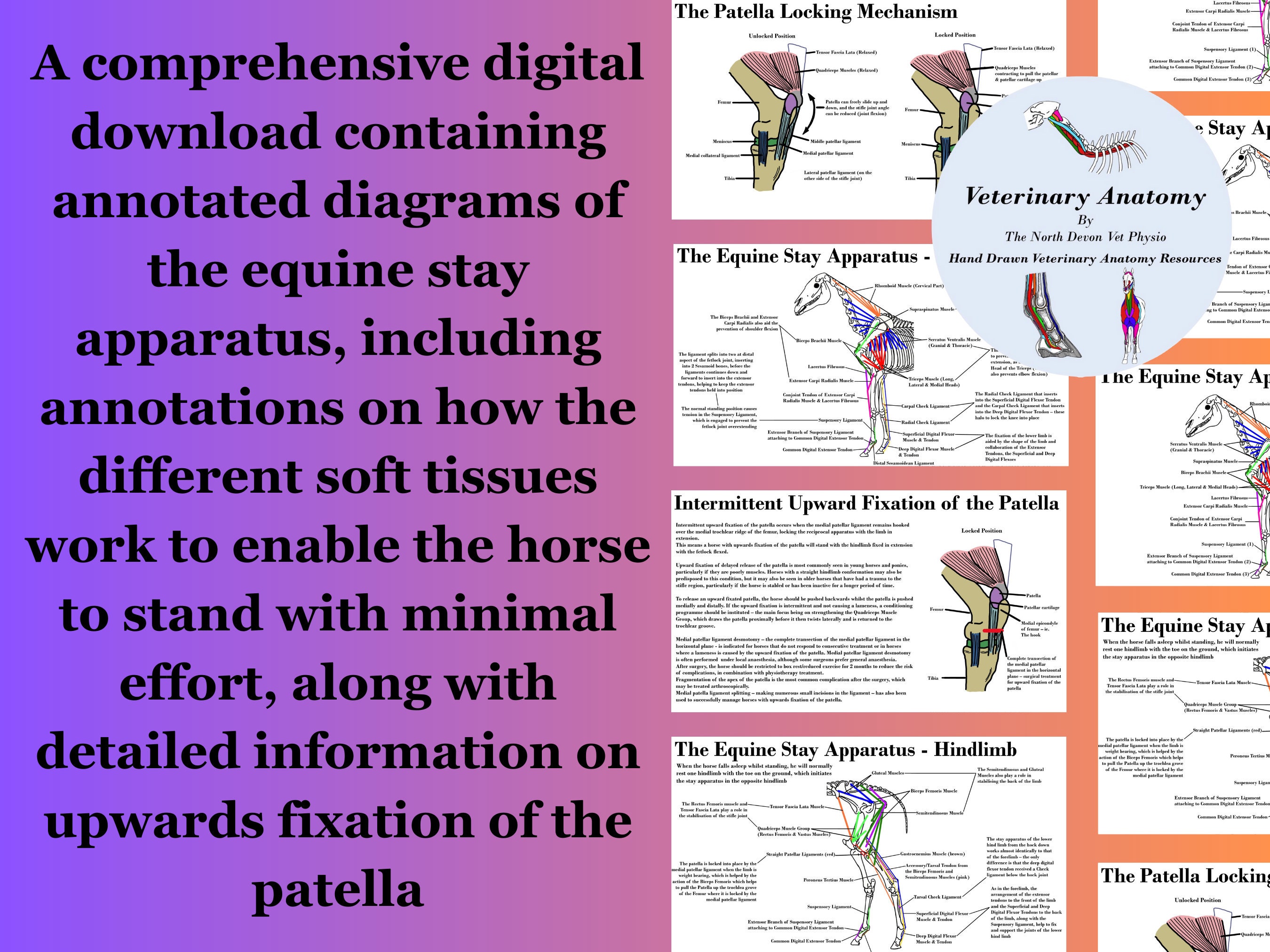 Equine Stay Apparatus Bundle - Instant Digital Download - Etsy