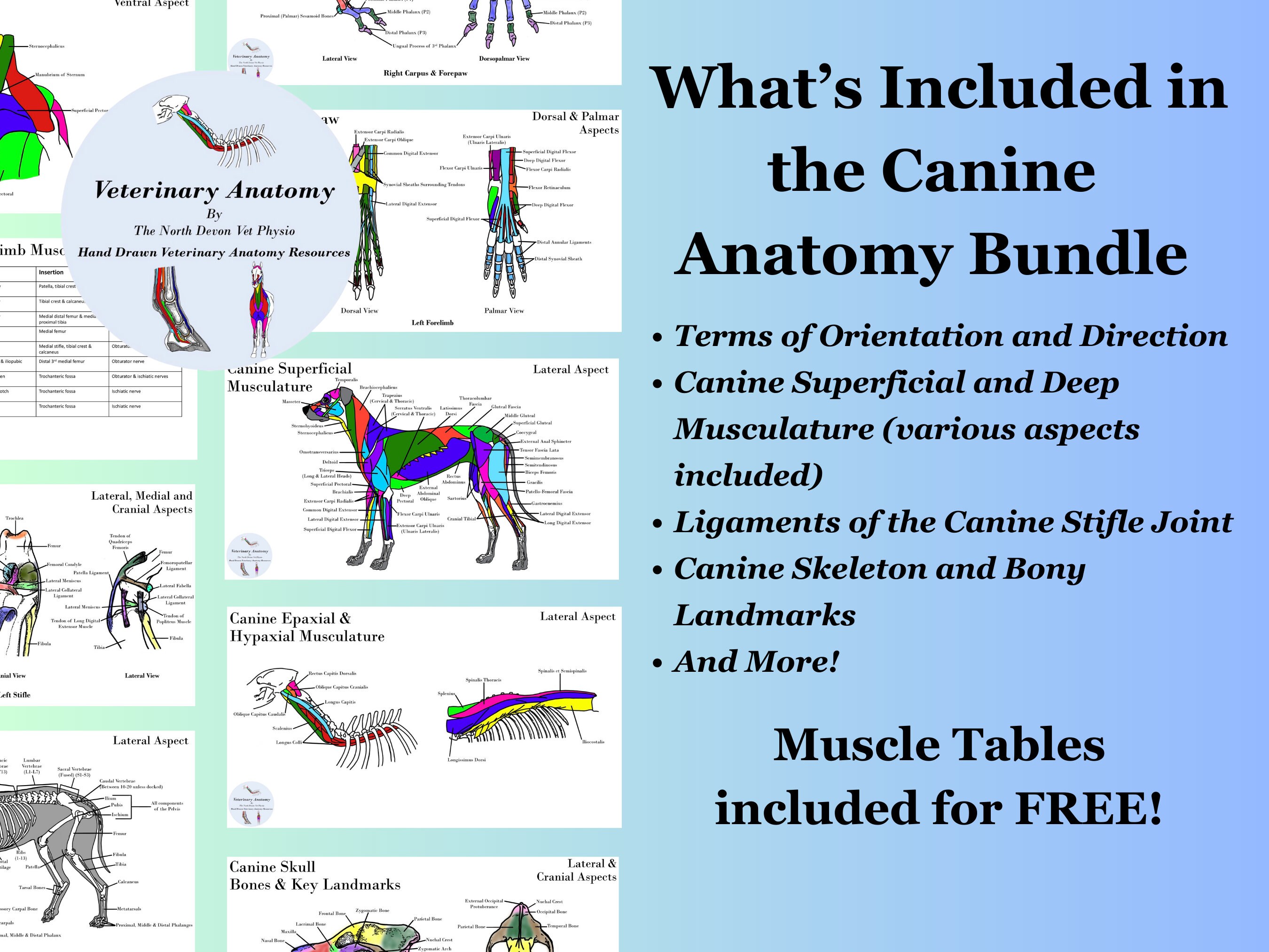 Canine Anatomy Bundle - Instant Download - Musculature, Skeleton, Bony ...