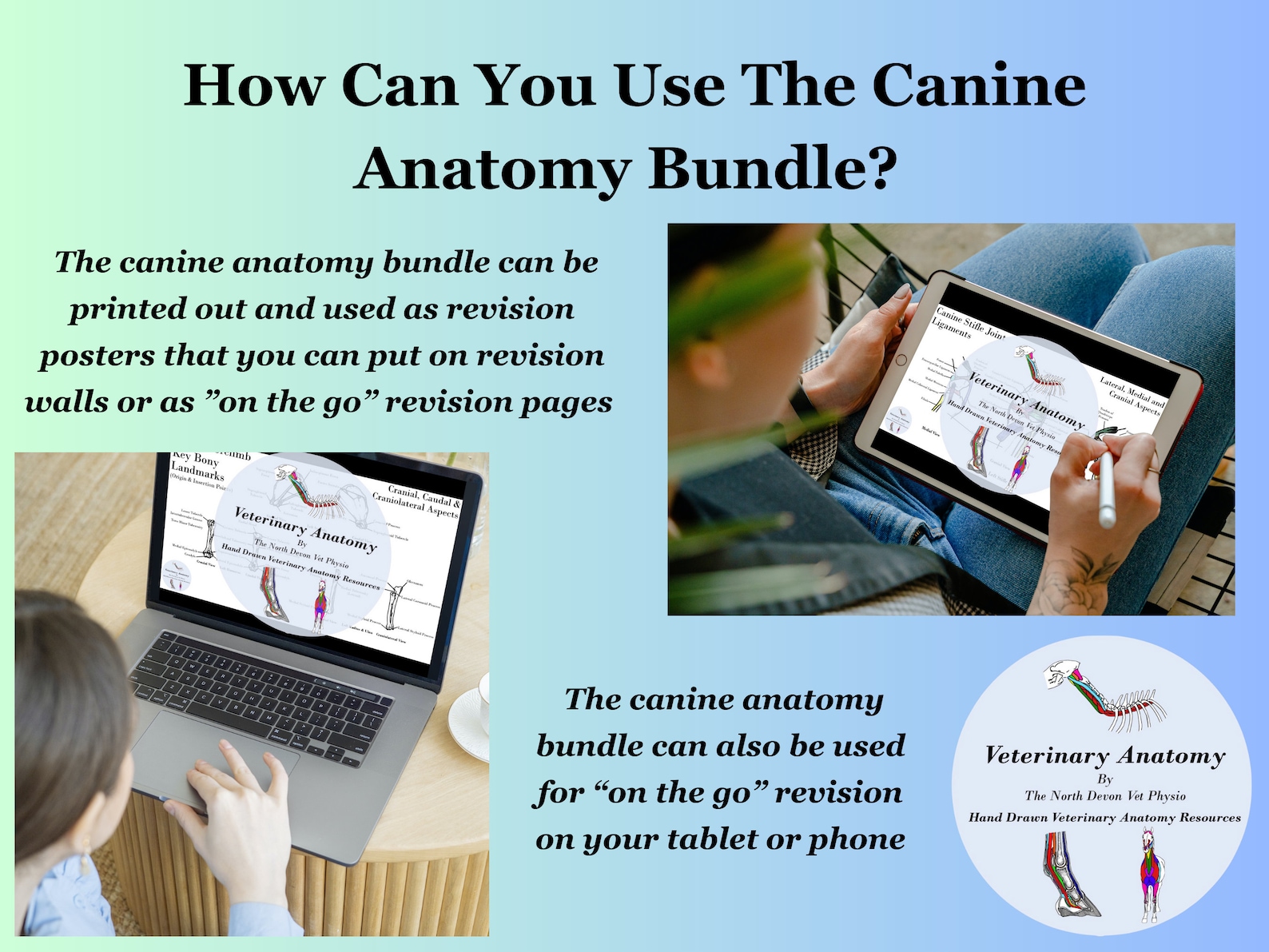 Canine Anatomy Bundle - Instant Download - Musculature, Skeleton, Bony ...