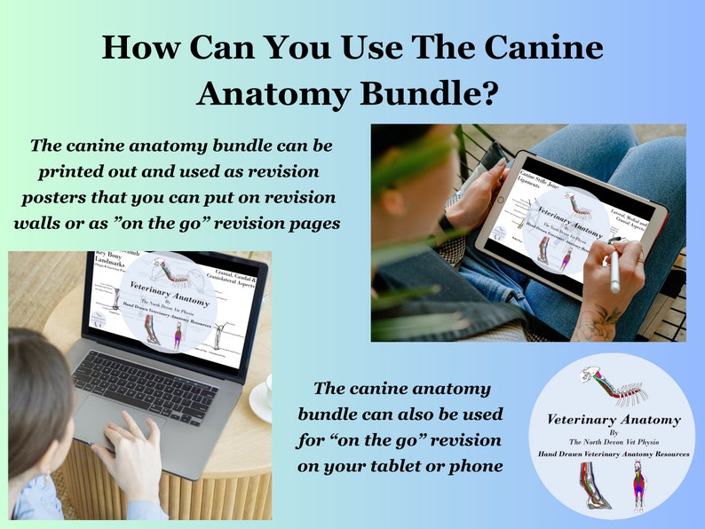 Canine Anatomy Bundle - Instant Download - Musculature, Skeleton, Bony ...