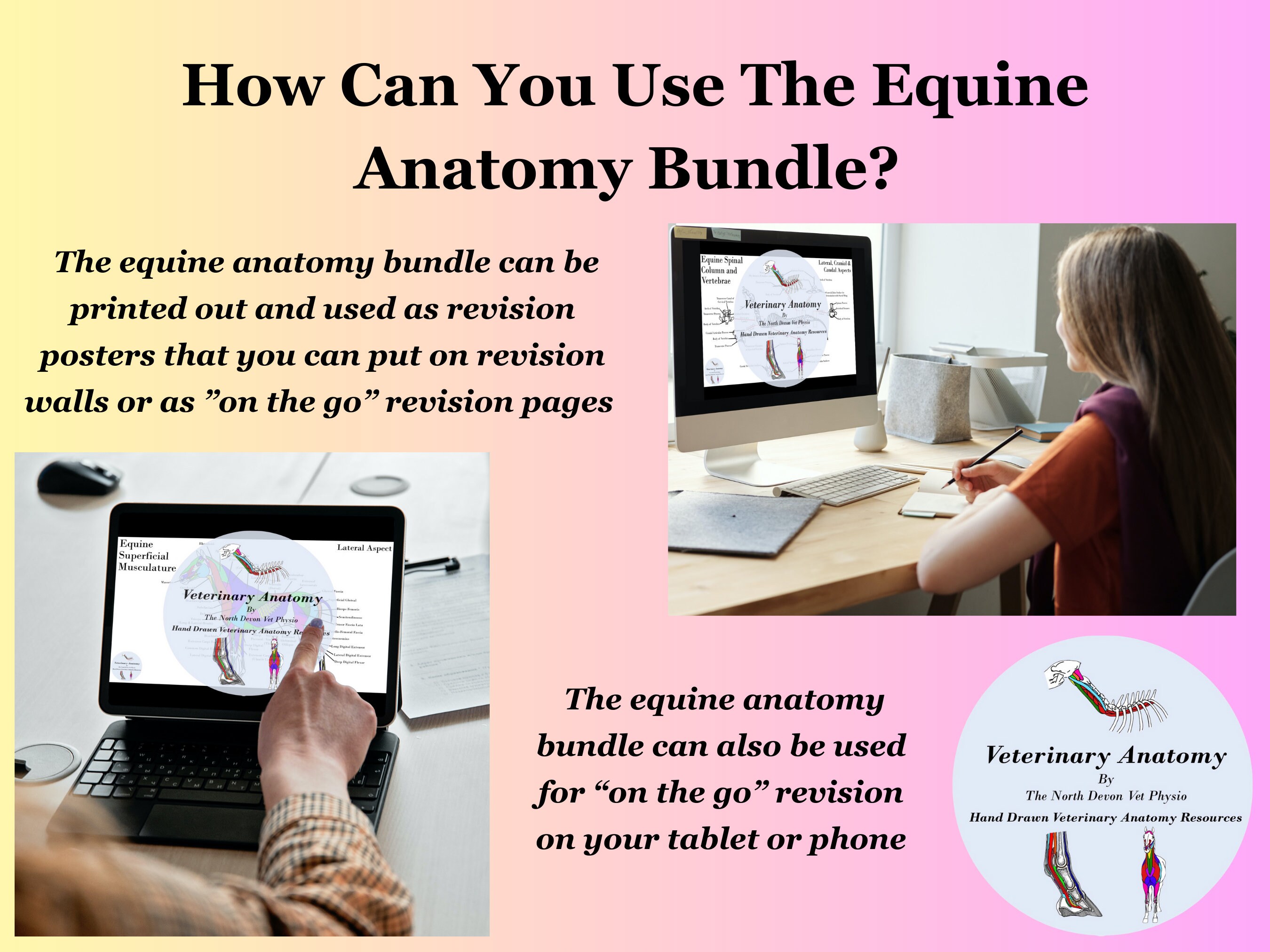 Equine Anatomy Bundle - Instant Download - Musculature, Skeleton, Bony ...
