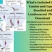 Canine & Equine Brachial and Lumbosacral Plexus Diagrams Instant PDF ...