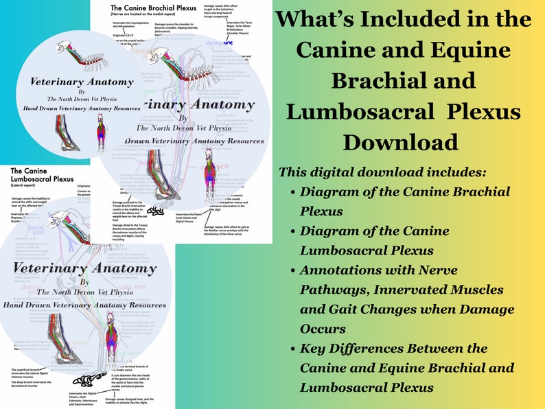 Canine & Equine Brachial and Lumbosacral Plexus Diagrams - Instant PDF ...