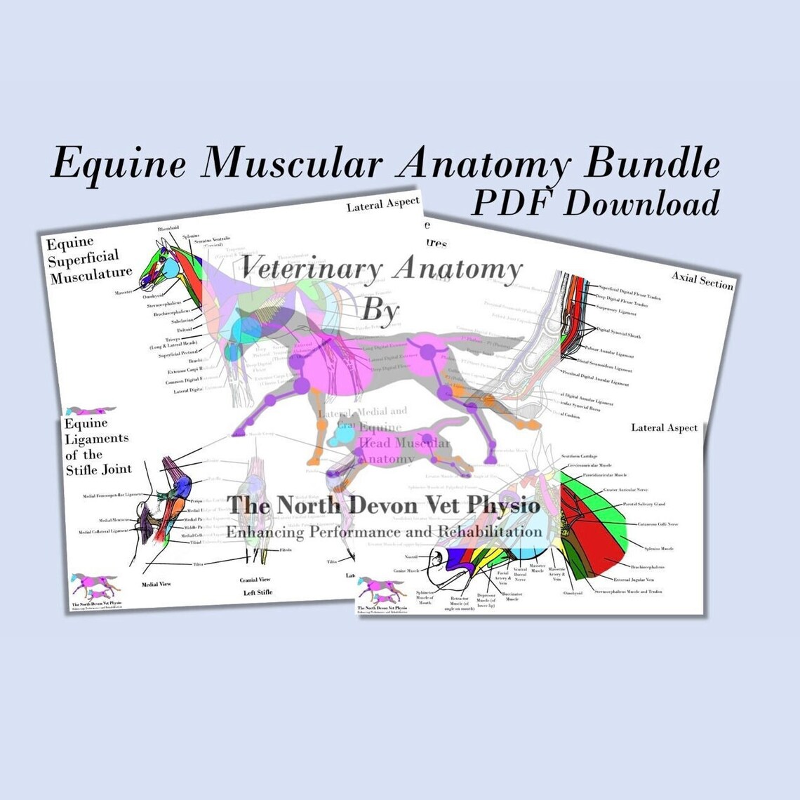 Equine Muscular Anatomy Bundle With FREE Simplified Muscle Tables PDF ...