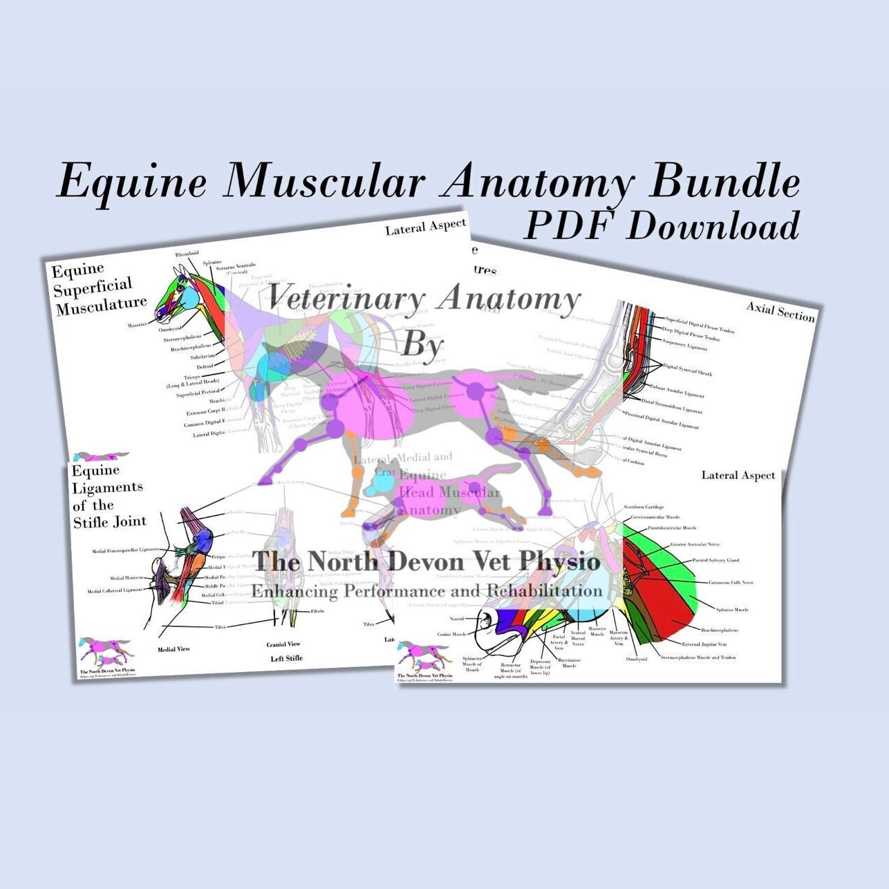 Equine Muscular Anatomy Bundle With FREE Simplified Muscle Tables PDF ...