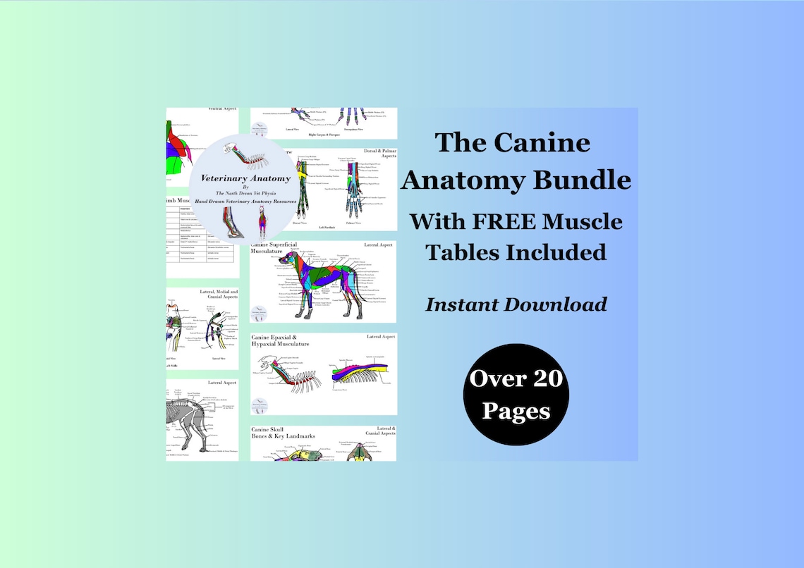 Canine Anatomy Bundle Instant Download Musculature, Skeleton, Bony ...