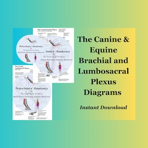 Canine & Equine Brachial and Lumbosacral Plexus Diagrams - Instant PDF ...