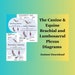 Canine & Equine Brachial and Lumbosacral Plexus Diagrams - Instant PDF ...