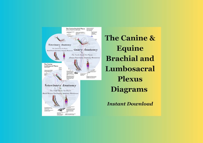 Canine & Equine Brachial and Lumbosacral Plexus Diagrams - Instant PDF ...