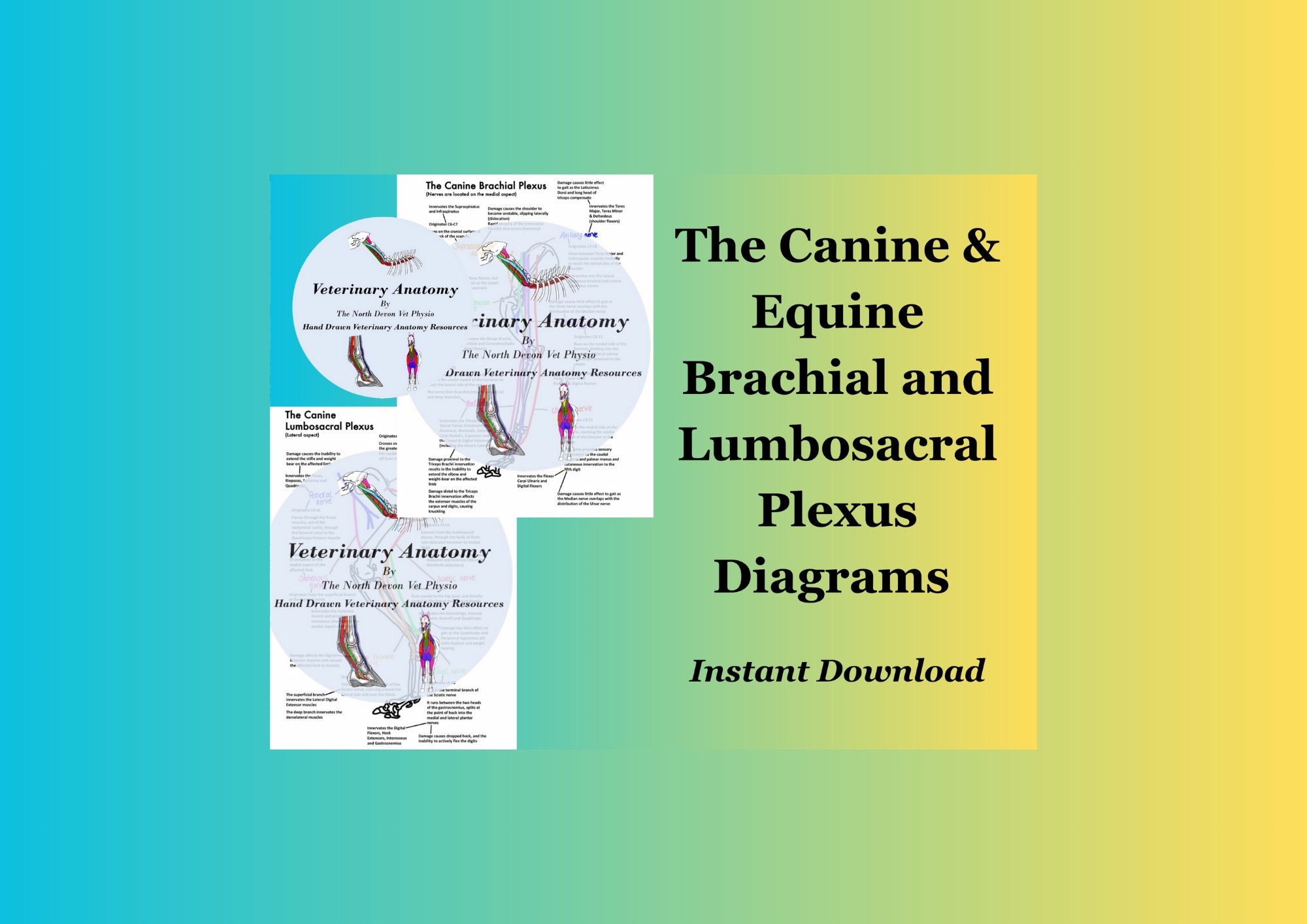 Canine & Equine Brachial and Lumbosacral Plexus Diagrams - Instant PDF ...