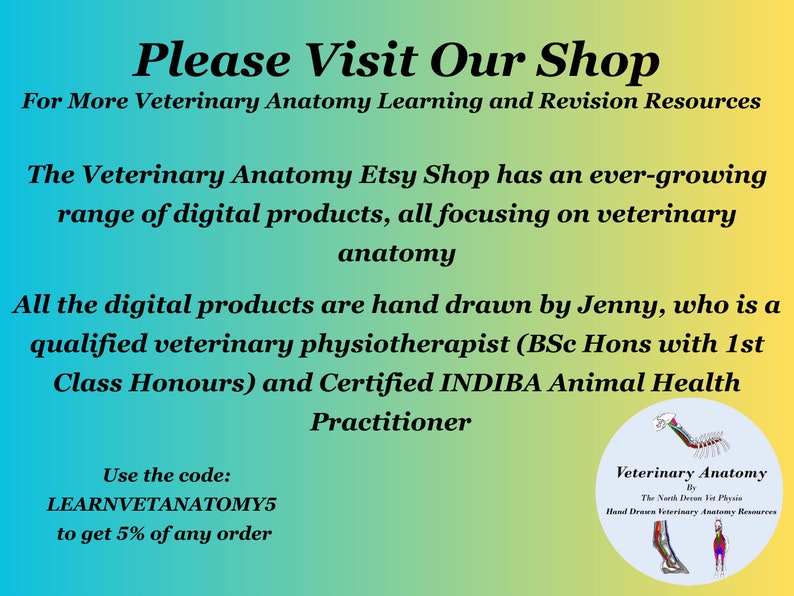 Canine & Equine Brachial and Lumbosacral Plexus Diagrams - Instant PDF ...