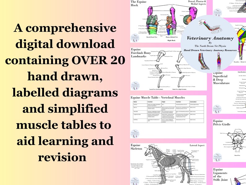 Equine Anatomy Bundle - Instant Download - Musculature, Skeleton, Bony ...