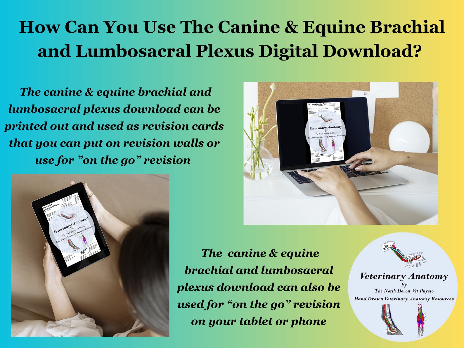 Canine & Equine Brachial and Lumbosacral Plexus Diagrams - Instant PDF ...