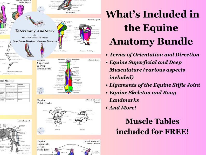 Equine Anatomy Bundle - Instant Download - Musculature, Skeleton, Bony ...