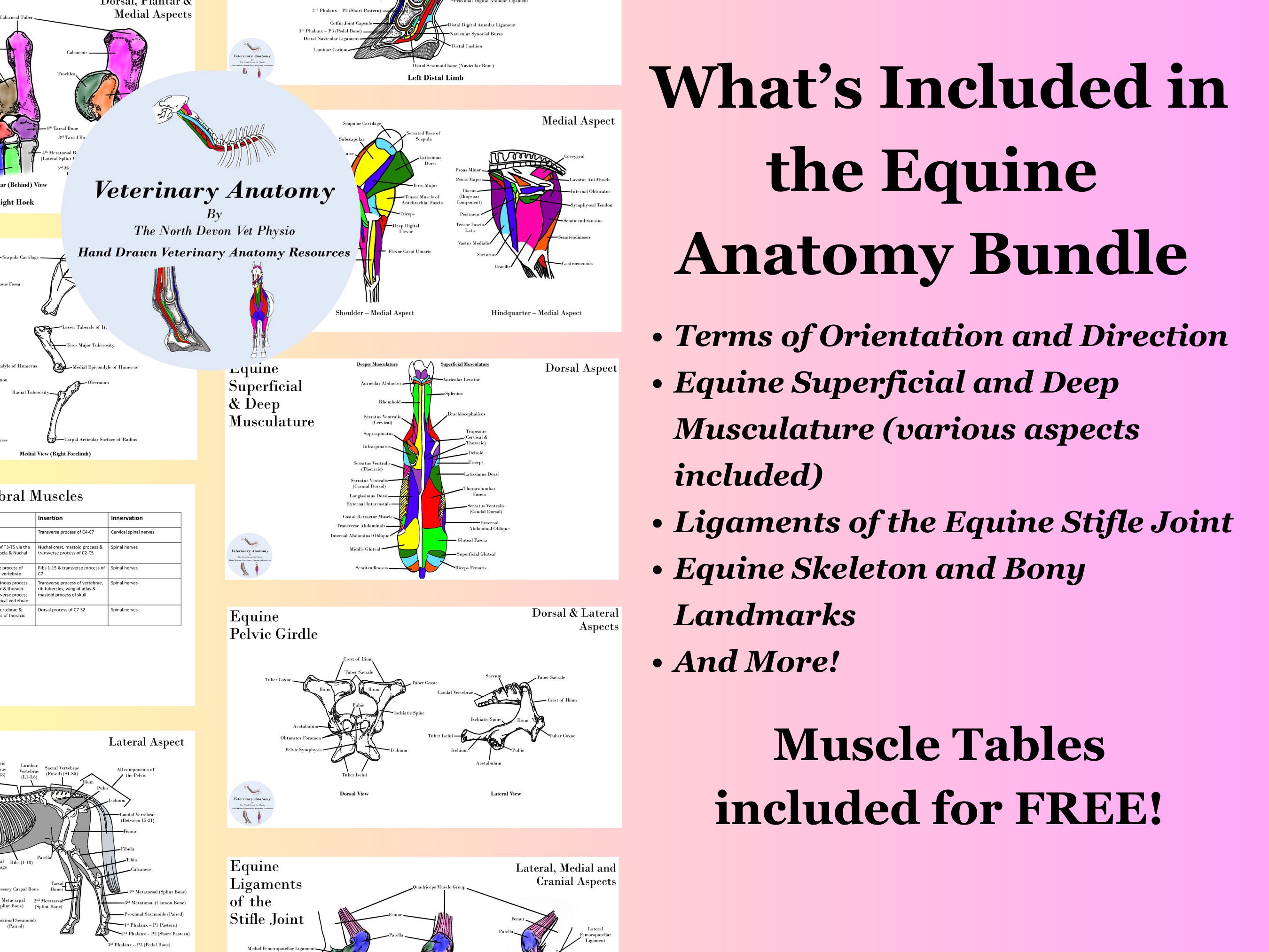 Equine Anatomy Bundle - Instant Download - Musculature, Skeleton, Bony ...
