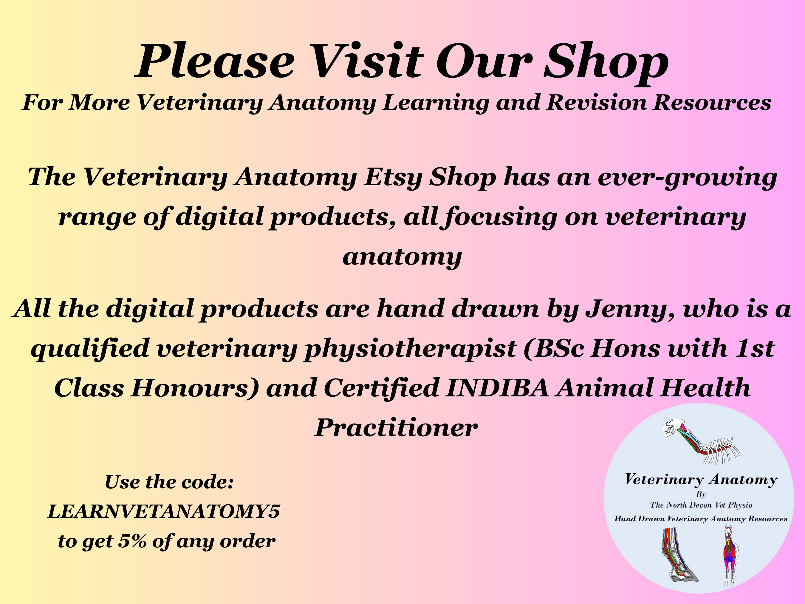 Equine Anatomy Bundle - Instant Download - Musculature, Skeleton, Bony ...