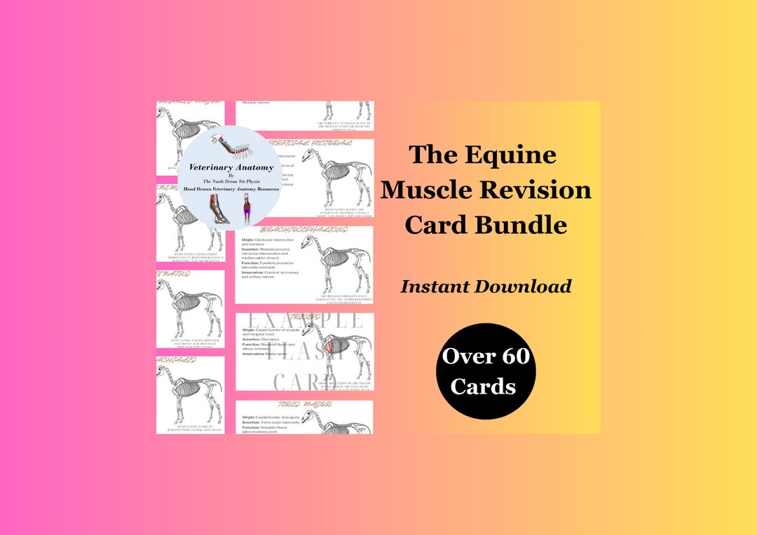 Equine Muscle Revision Cards PDF E-book Instant Digital Download - Etsy UK