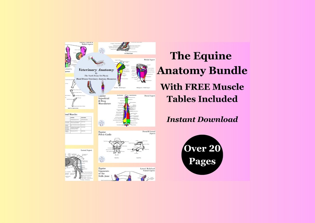 Equine Anatomy Bundle - Instant Download - Musculature, Skeleton, Bony ...